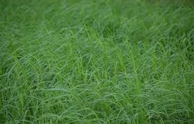 Indian durva grass - Gardeningera
