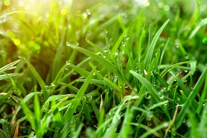 Indian durva grass - Gardeningera