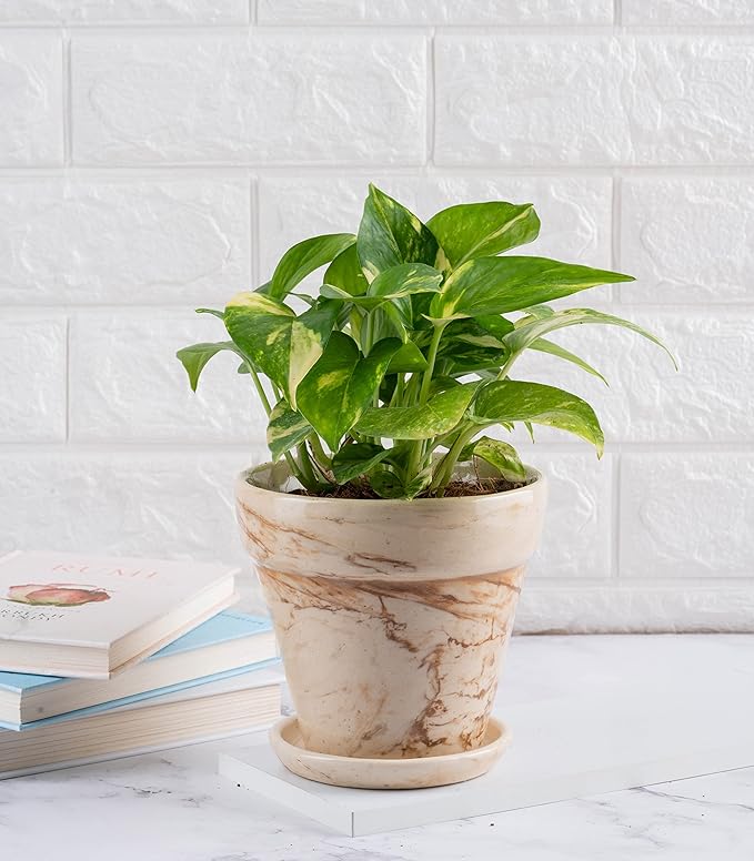 Brown Mystique Ceramic Pot