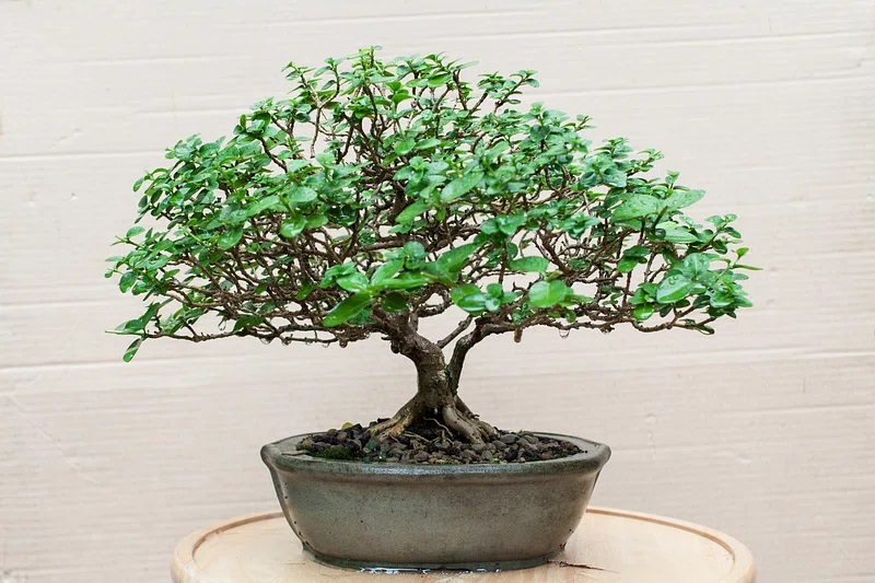 Best 7 methods to grow Ficus Fig Bonsai Tree - Gardeningera
